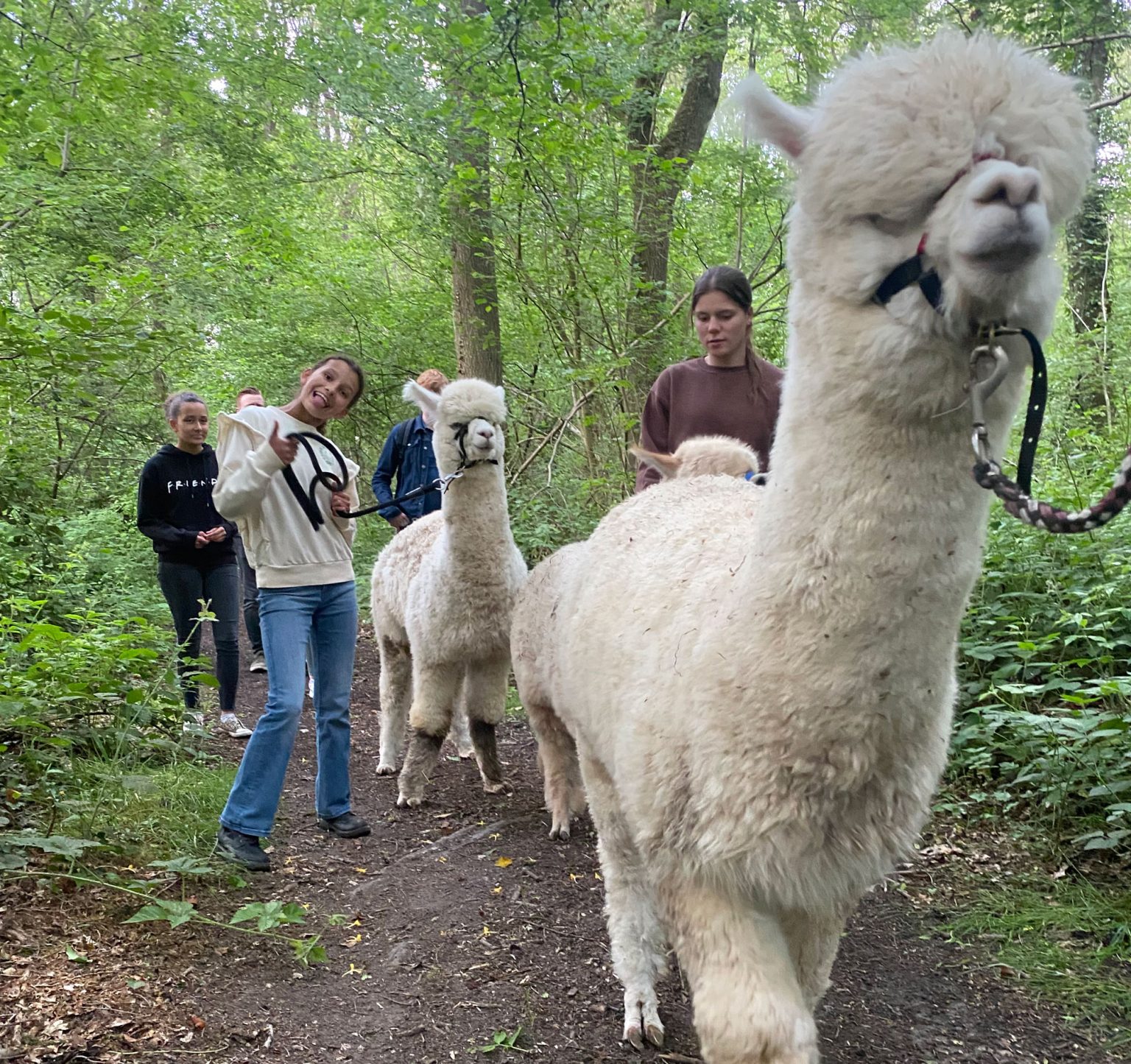 Alpaca wandeling |De Verloren Kost in Gulpen (Zuid-Limburg)